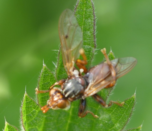 Identification help - Myopa testacea? | Dipterists forum