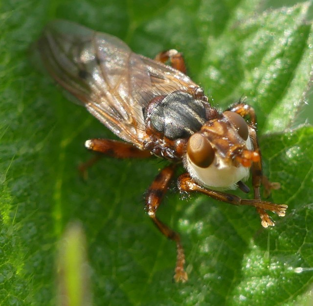 Identification help - Myopa testacea? | Dipterists forum