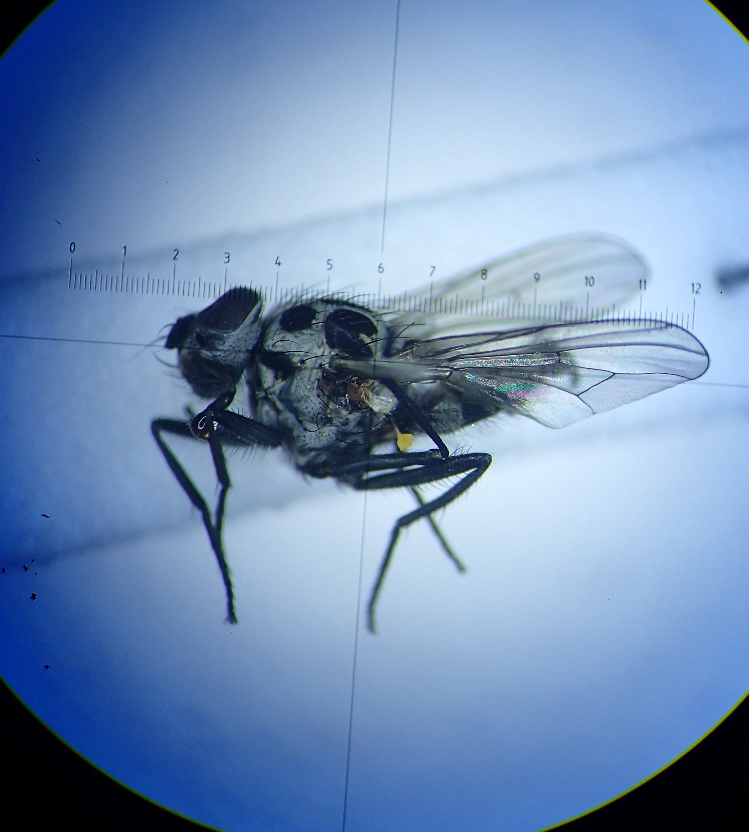 Anthomyia imbrida | Dipterists forum